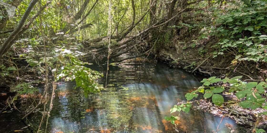 Sustainable Winery Practices: Our Fish Habitat | Iron Horse Vineyards